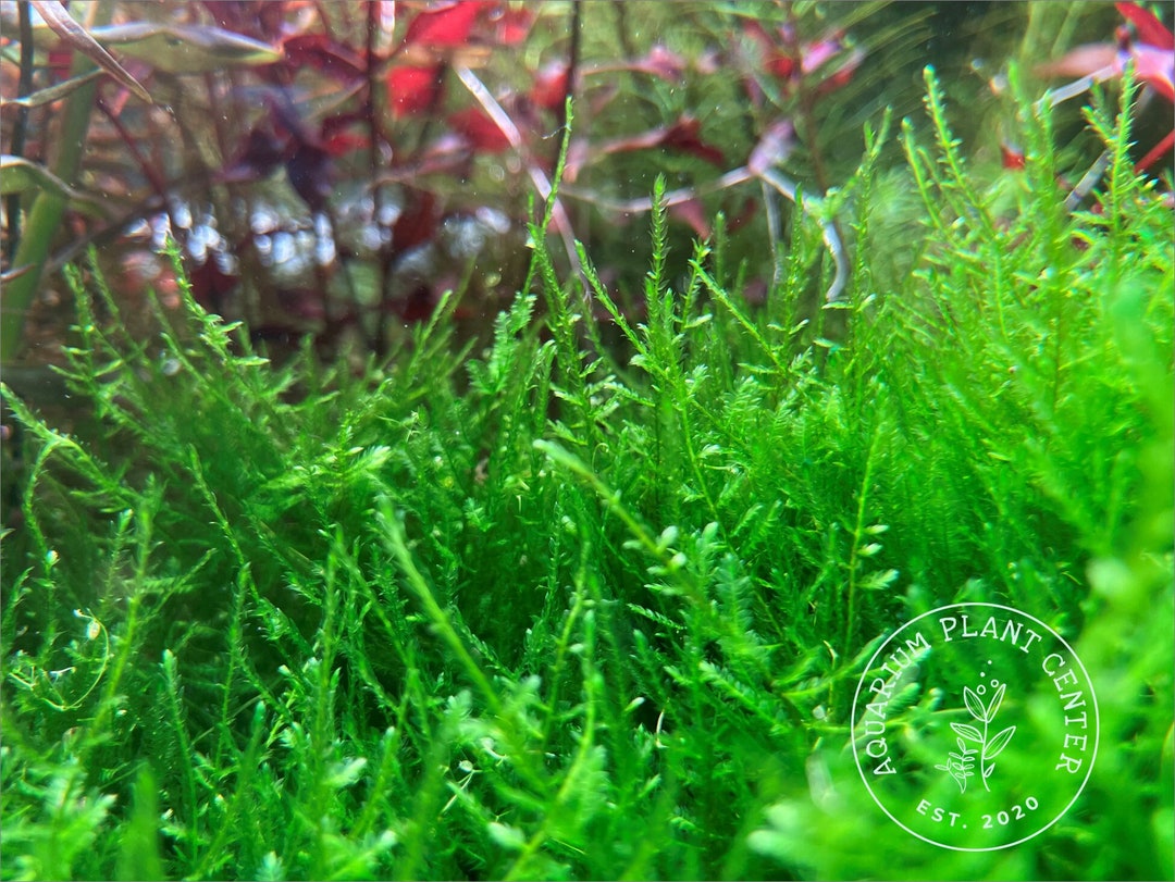 Flame Moss, Taxiphyllum 'flame’, Live Aquarium/aquatic/freshwater Plant ...