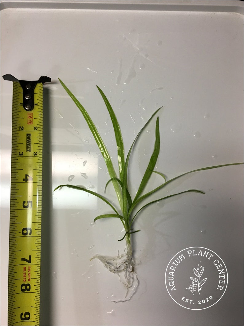 Helanthium Tenellum, Live Aquarium/aquatic/foreground/carpet/freshwater ...