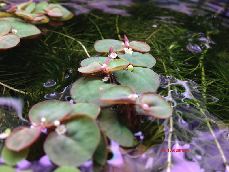 Red Root Floater Phyllanthus Fluitans Live - Etsy