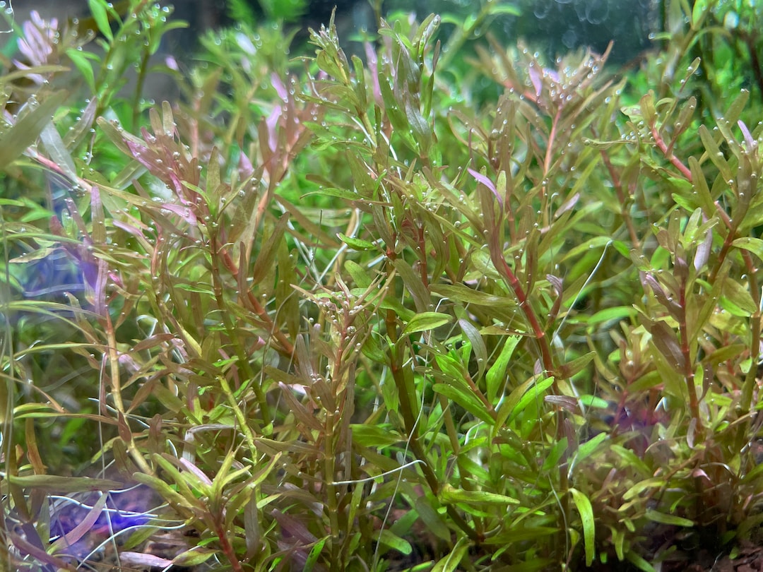 Rotala Rotundifolia 'orange Juice‘, Live Aquarium/aquatic/freshwater ...