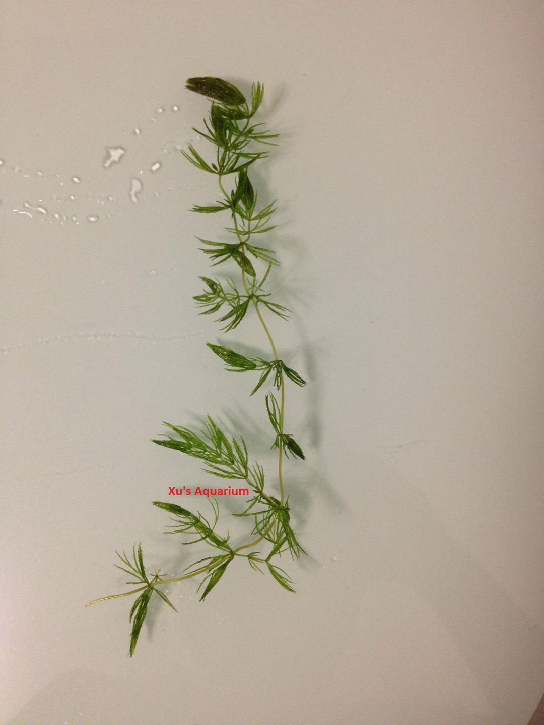 Hornwort, Ceratophyllum Demersum, Live Aquarium/aquatic/background ...