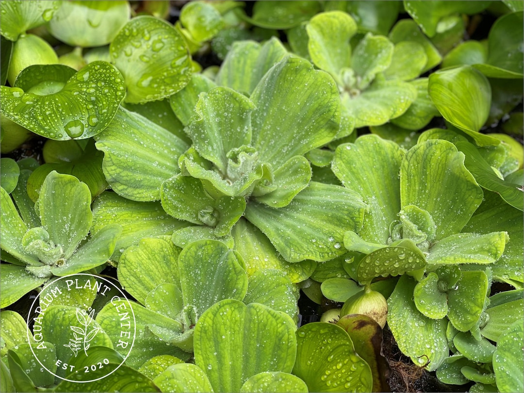 Water Lettuce, Pistia Stratiotes, Live Aquarium/aquatic/floating/pond ...