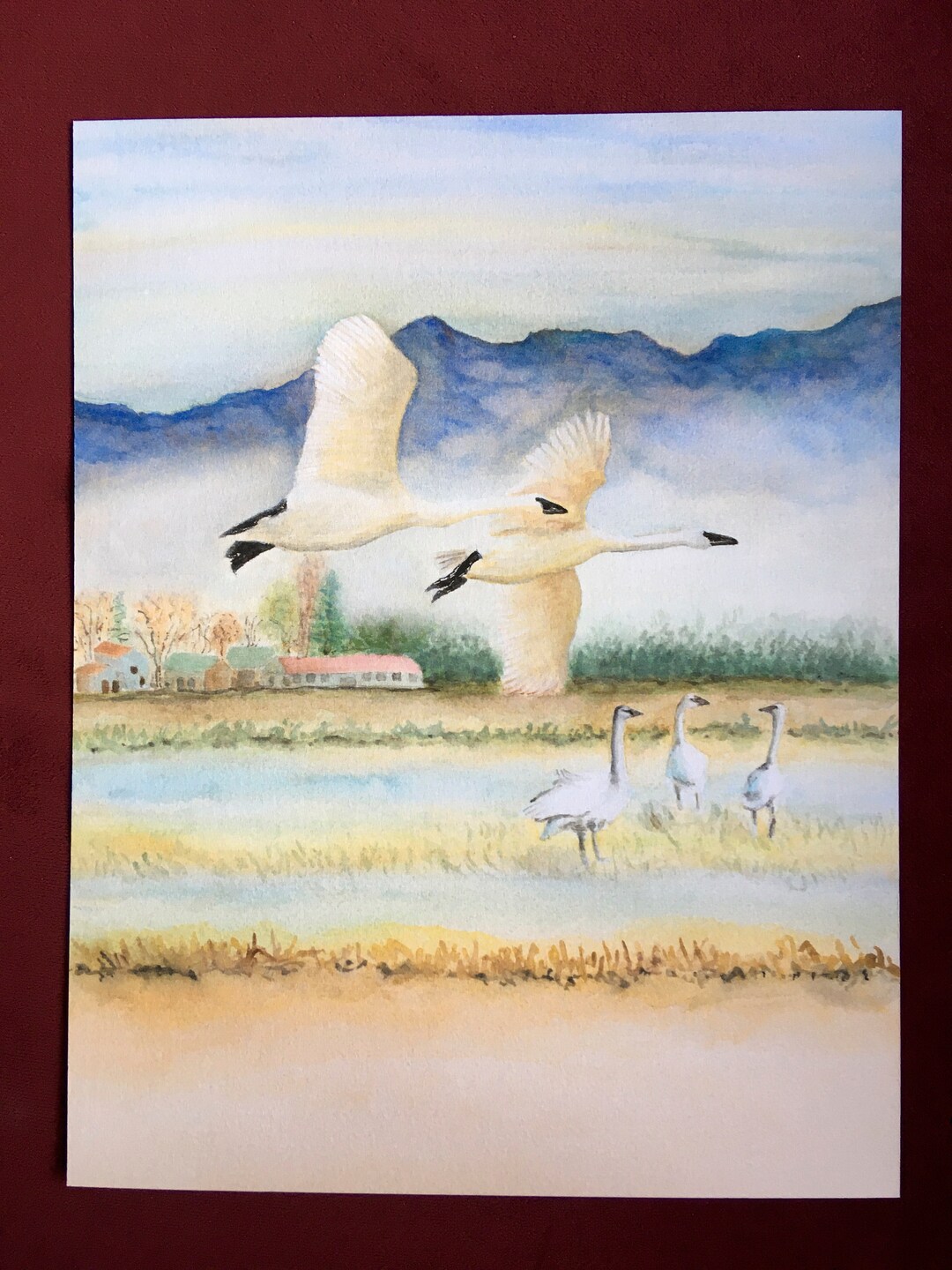 Trumpeter Swans of Skagit Valley Farmlands 8.5x11 Giclée Print - Etsy