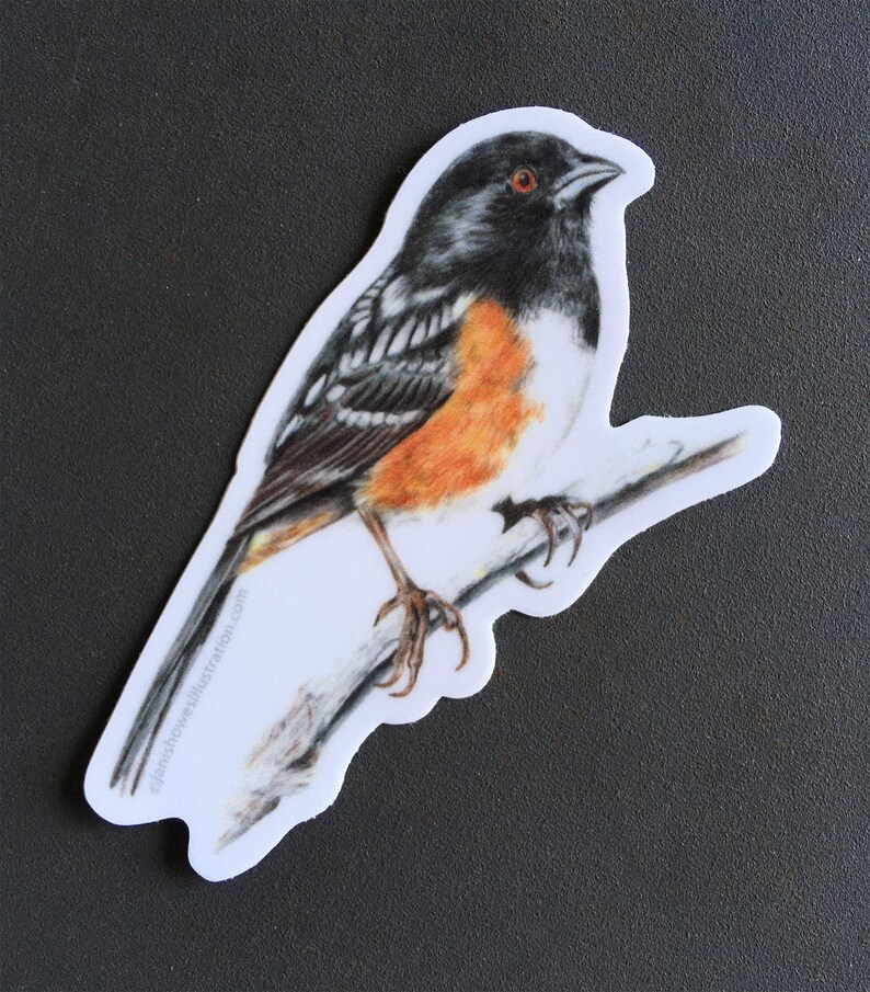 Spotted Towhee Sticker, Original Bird Illustration, Vinyl Die-cut - Etsy