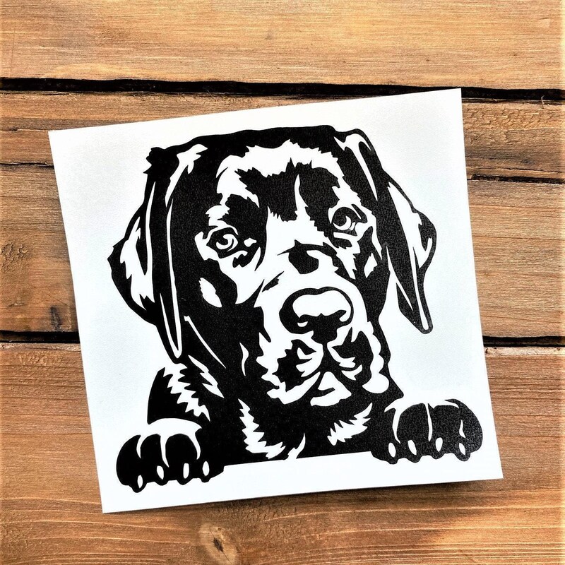 Peeking Lab Svg - Etsy