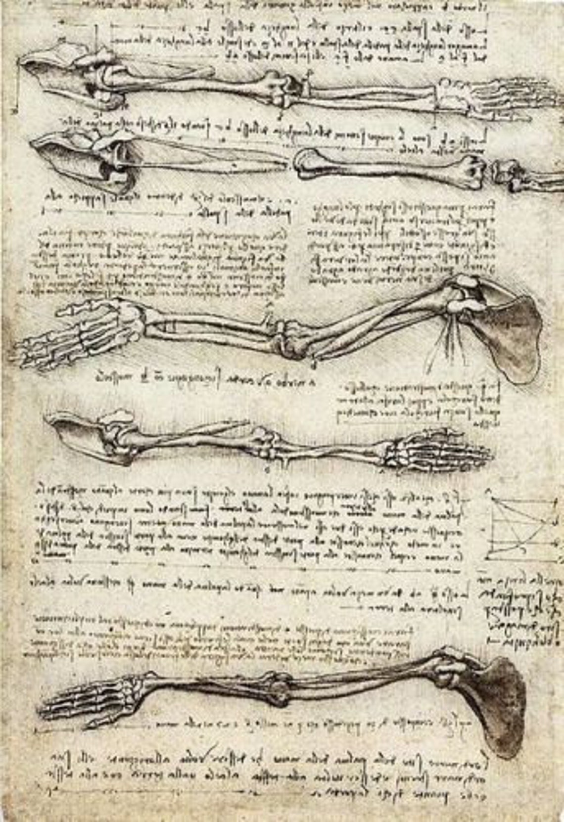 X10 Set Da Vinci Anatomy Portfolio - Etsy Australia