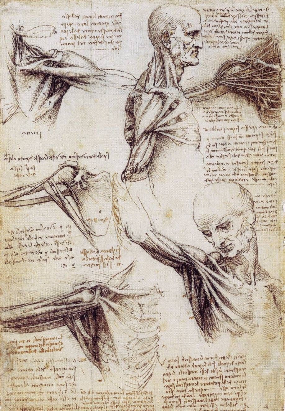 X10 Set Da Vinci Anatomy Portfolio - Etsy Australia