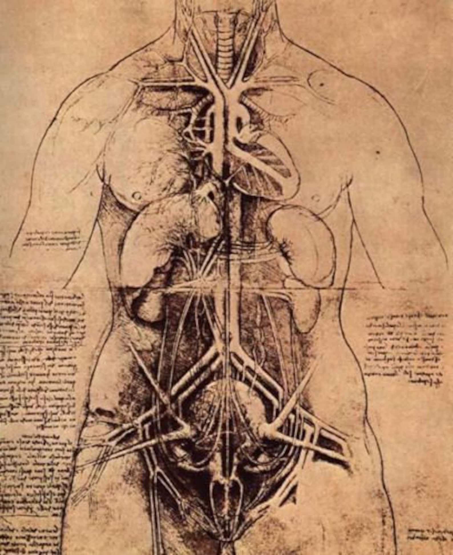X10 Set Da Vinci Anatomy Portfolio - Etsy Australia