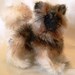Kaisha Keeshond Dog Pattern Bearflair Alaine Ferreira Mohair - Etsy