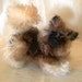 Kaisha Keeshond Dog Pattern Bearflair Alaine Ferreira Mohair - Etsy