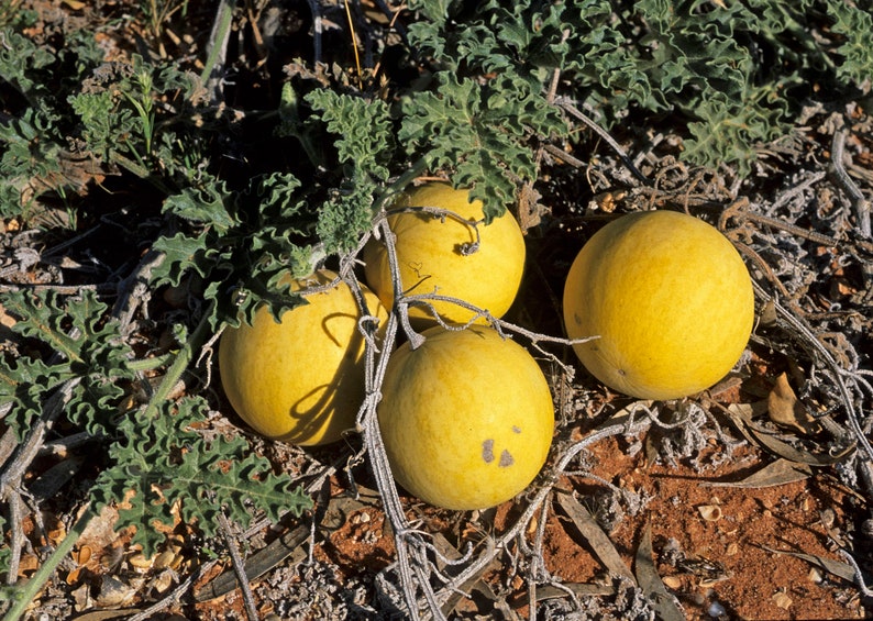 Citrullus Colocynthis / Colocynth / Egusi 15 seeds free | Etsy