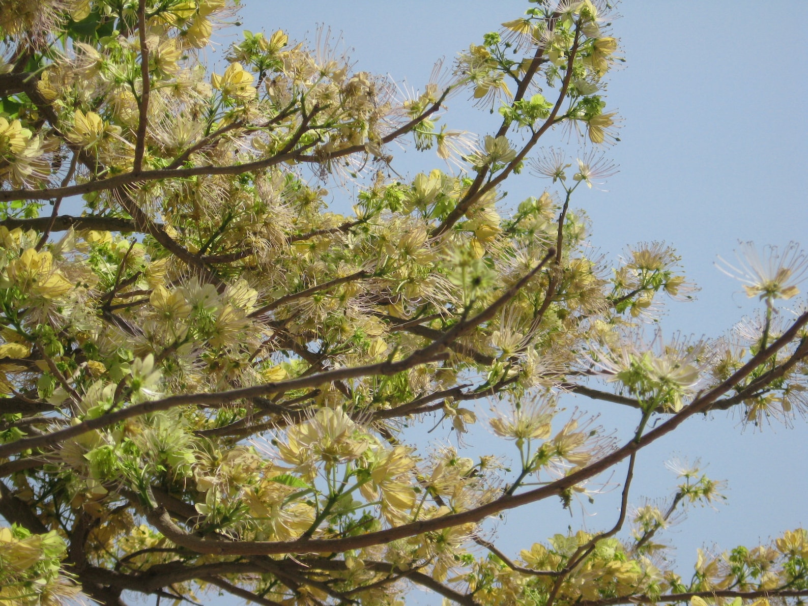 Crataeva Nurvala / Varana 15 seeds Rare free combined | Etsy