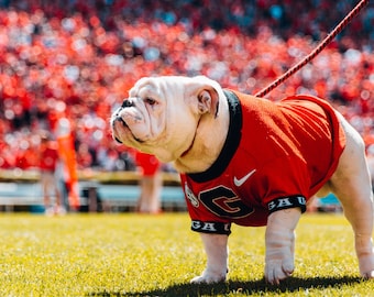 UGA: Georgia Bulldogs Uga X Mascot Photo Picture Print, Graduation Gift ...
