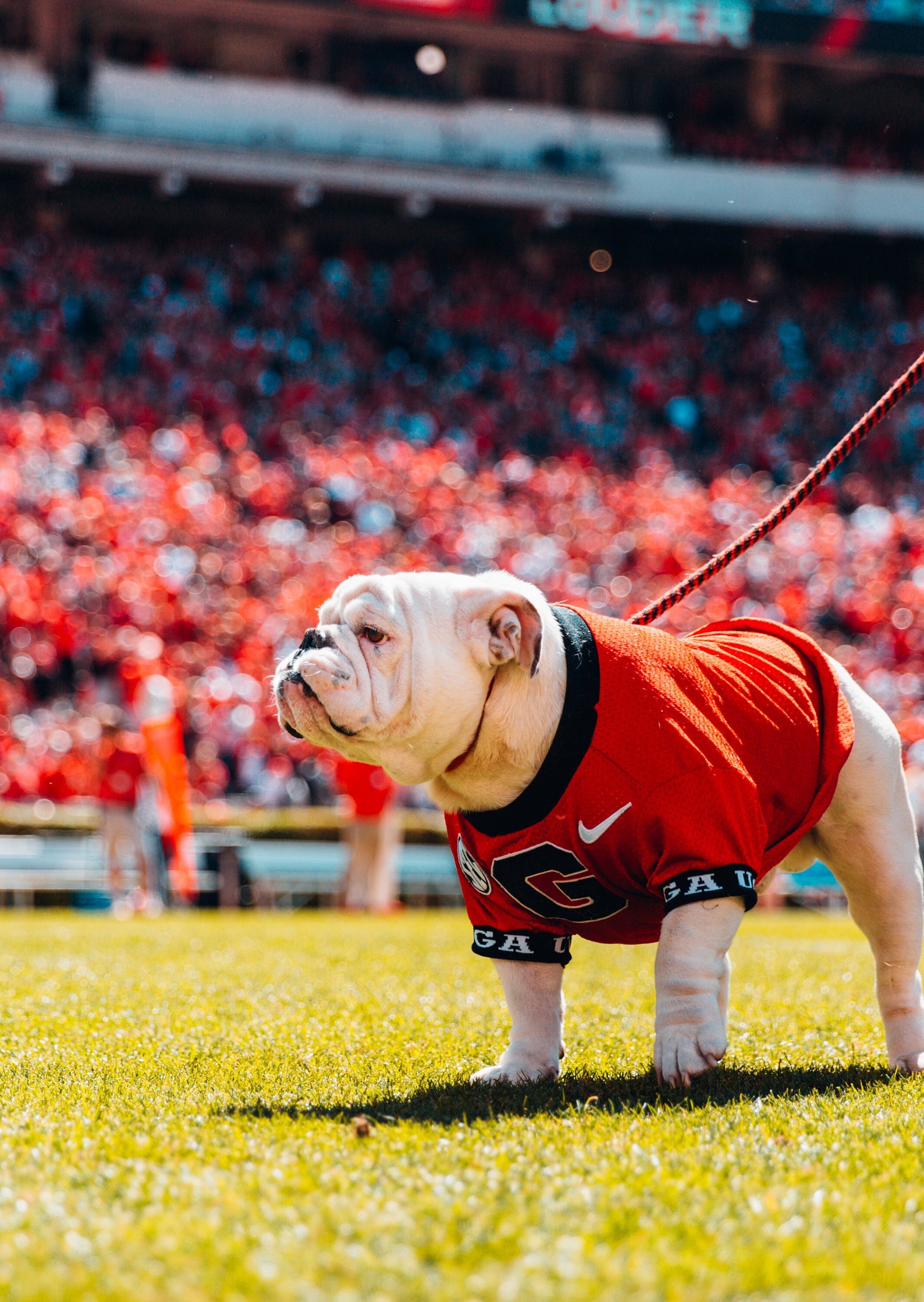 UGA: Georgia Bulldogs Photo Print - Etsy