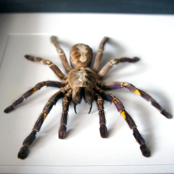 Gooty - Etsy