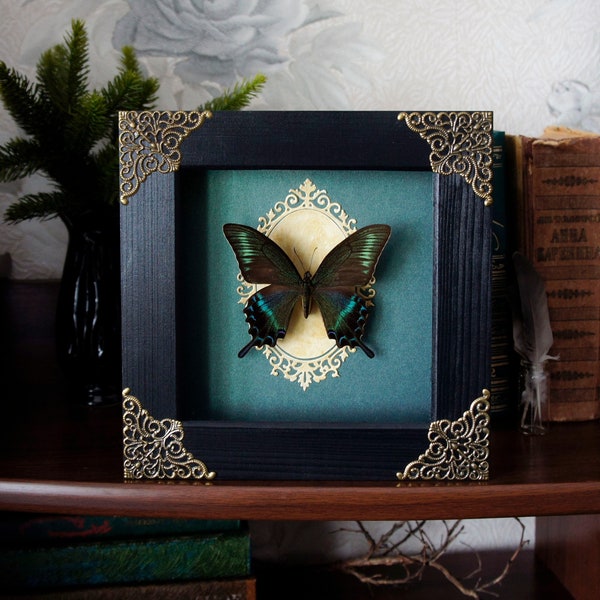 Real Butterfly Framed - Etsy