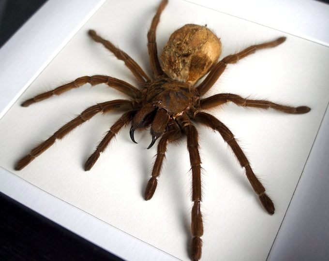LARGE! Goliath Birdeater Aka Theraphosa Blondi / Framed Spider ...