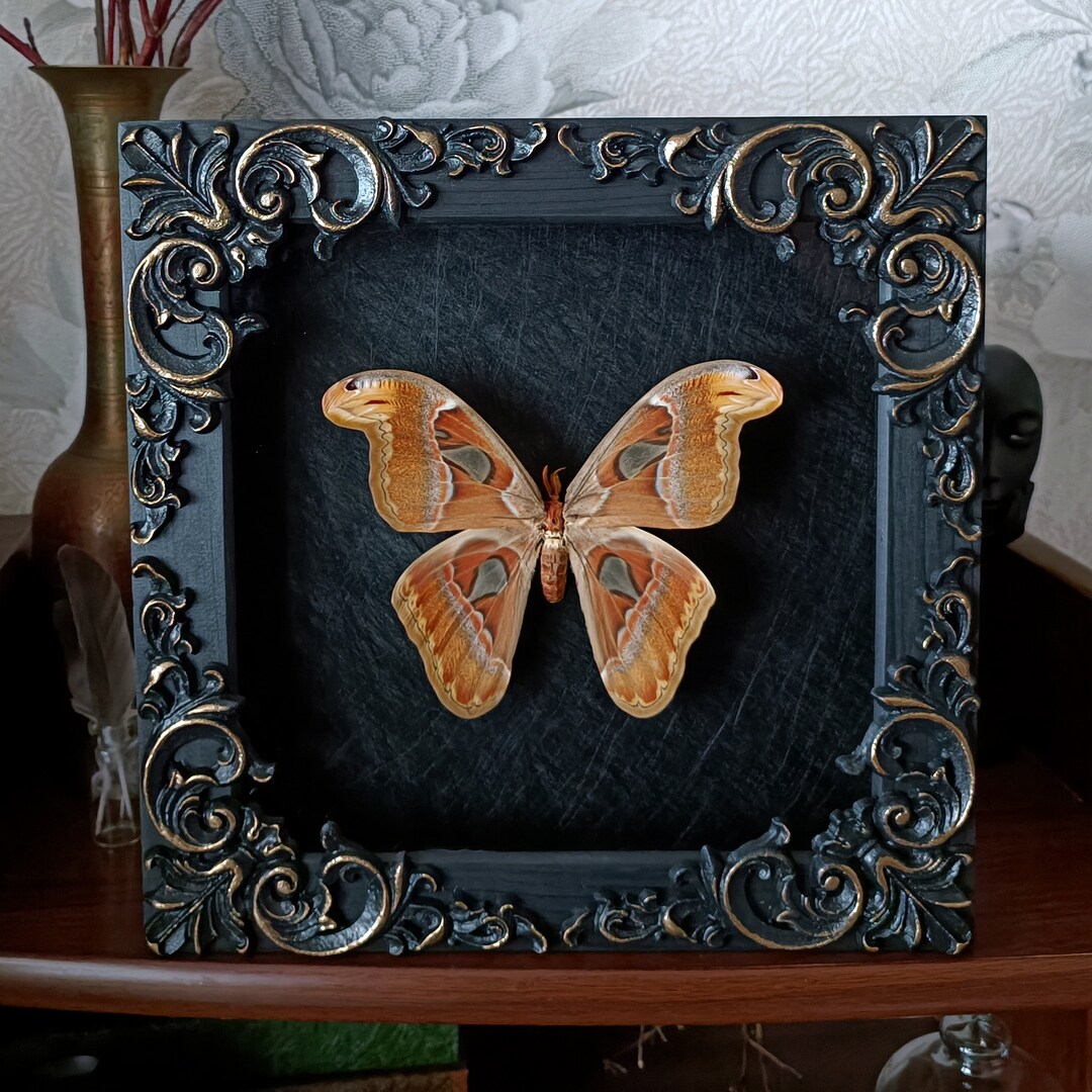 Large! Real Entomology Atlas Moth Display I Taxidermy Insect Shadowbox ...