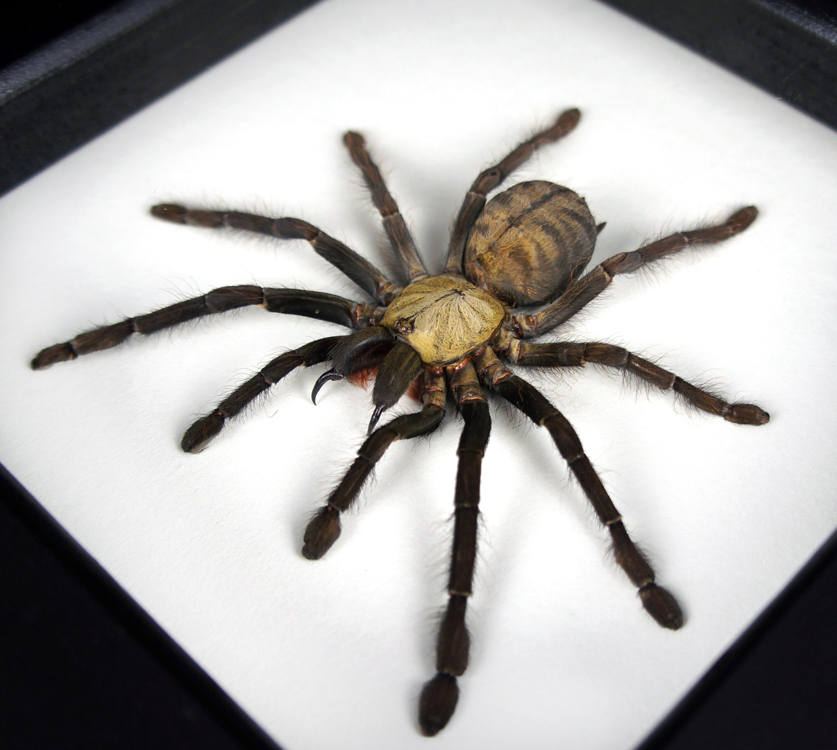 Cyriopagopus Schioedtei