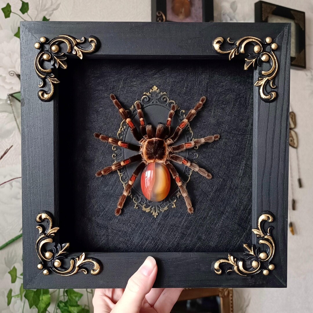 Real Framed Preserved Spider I Taxidermy Tarantula I Gothic Home Decor ...
