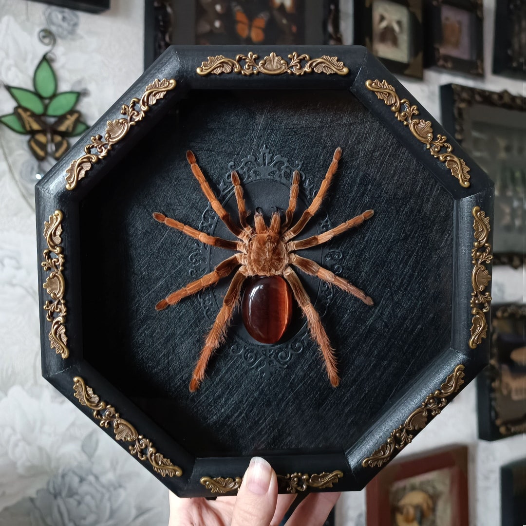 Colombian Giant Redleg Tarantula With Red Tiger Eye Crystal / - Etsy