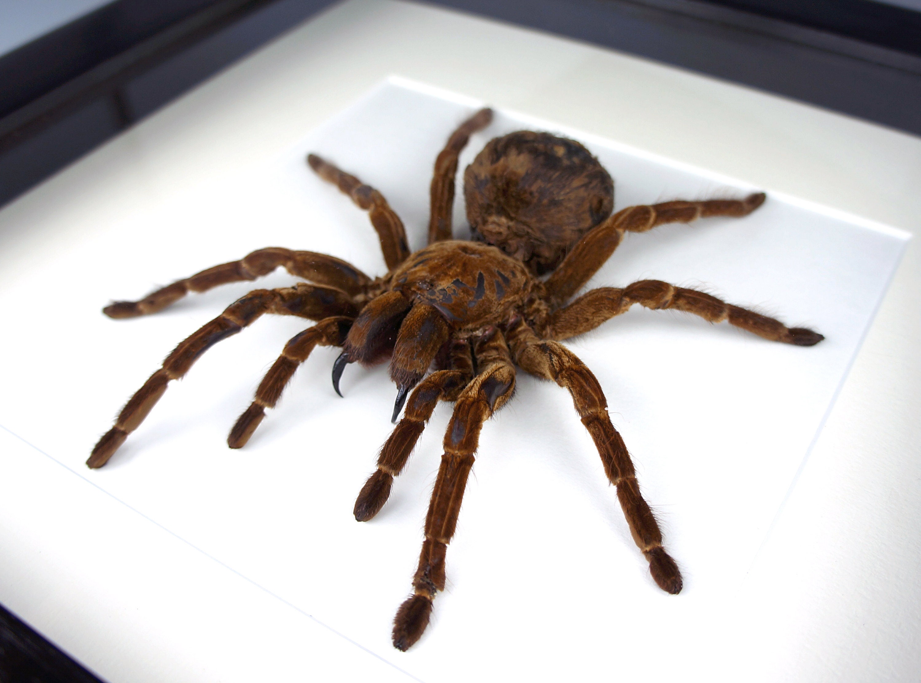 Goliath Tarantula Theraphosa Blondi