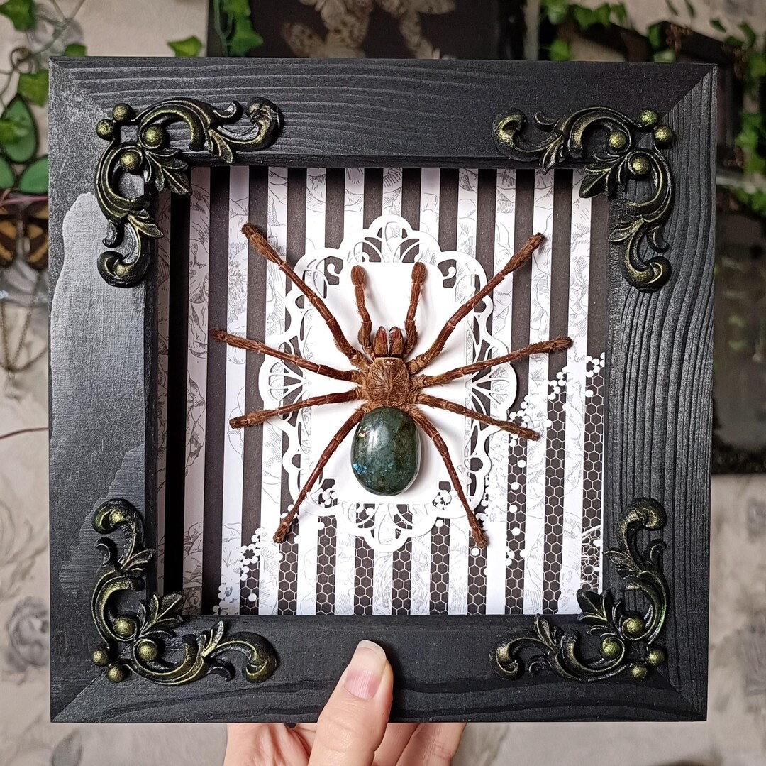 Redknee Tarantula With a Crystal Abdomen / Taxidermy Tarantula Goliath ...