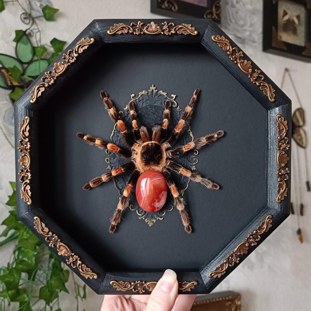 Redknee Tarantula With a Crystal Abdomen / Taxidermy Tarantula Goliath ...