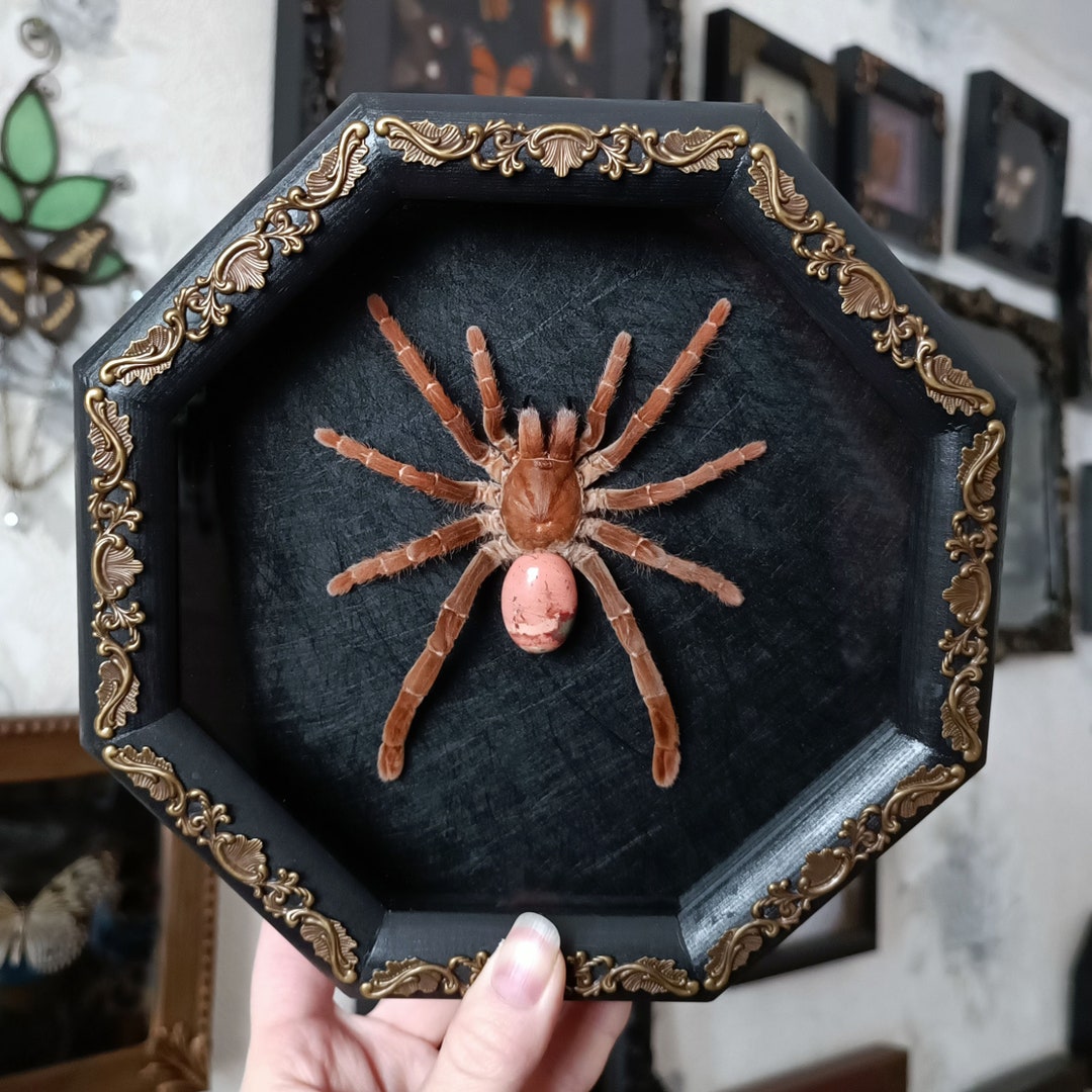Framed Tarantula King Baboon With Jasper Crystal / Taxidermy Tarantula ...