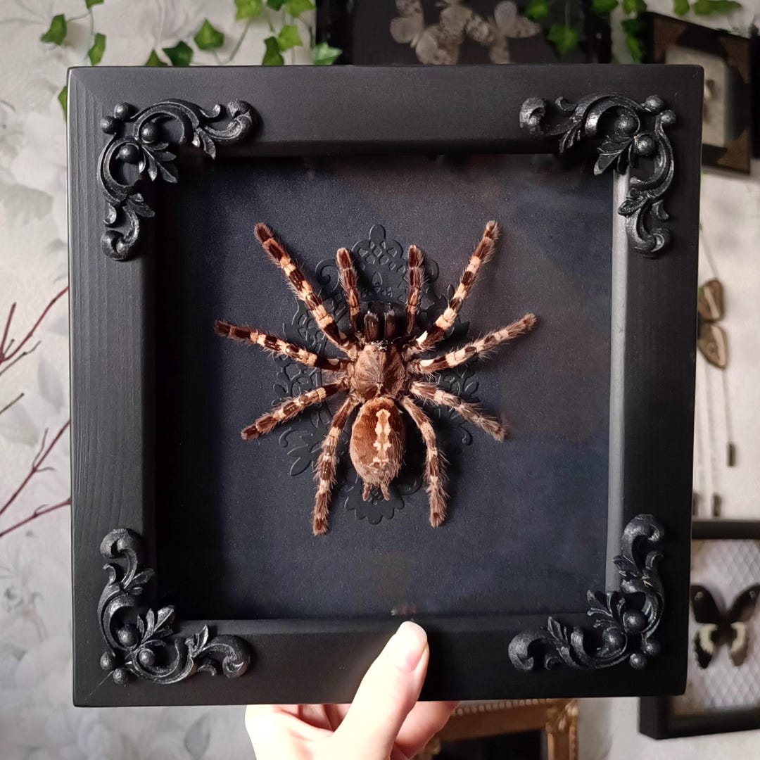 Real Tarantula / Framed Spider Taxidermy Tarantula Goliath Birdeater ...