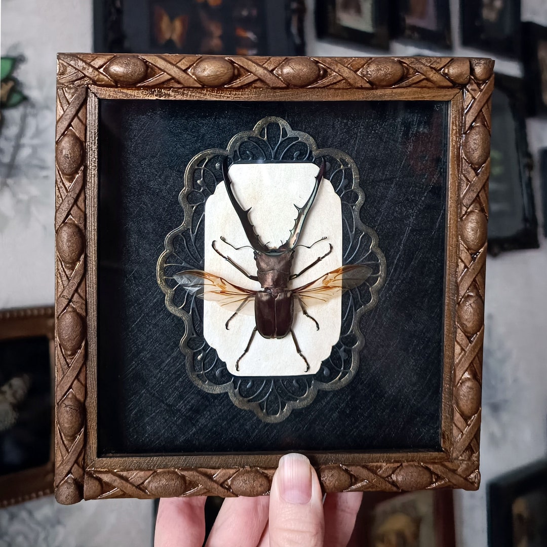 Real Beetle Frame Victorian Goth Decor Witchy Aesthetic Taxidermy ...