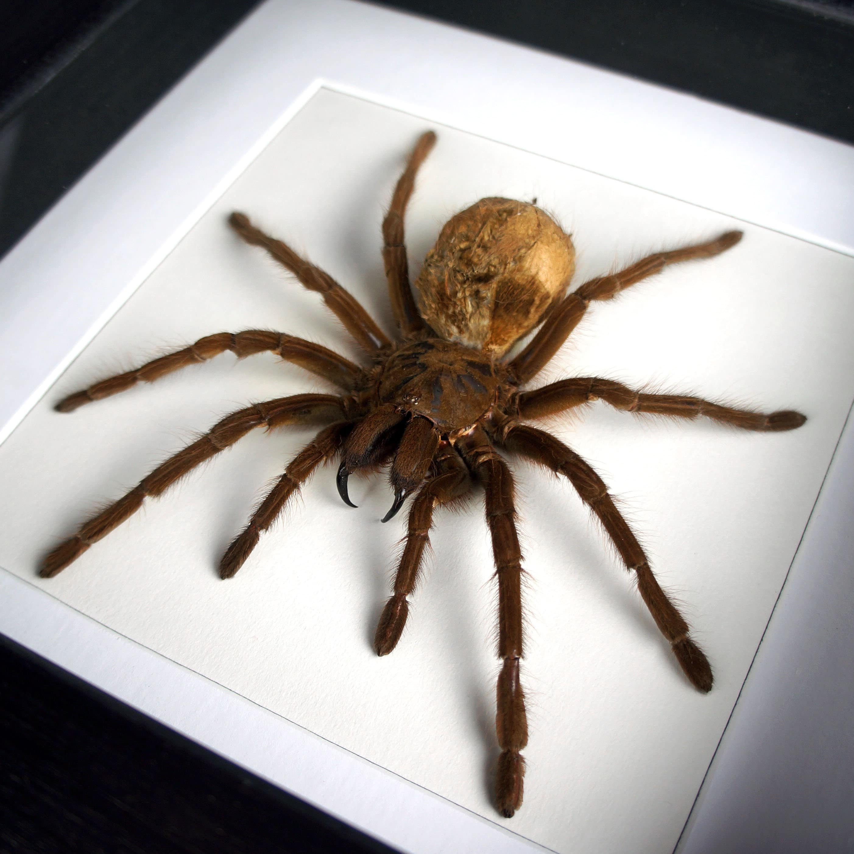 Goliath Tarantula Theraphosa Blondi
