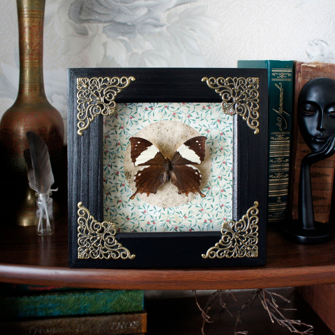 Real Butterfly Frame Artwork / Framed Butterfly Art Decor Mounted ...