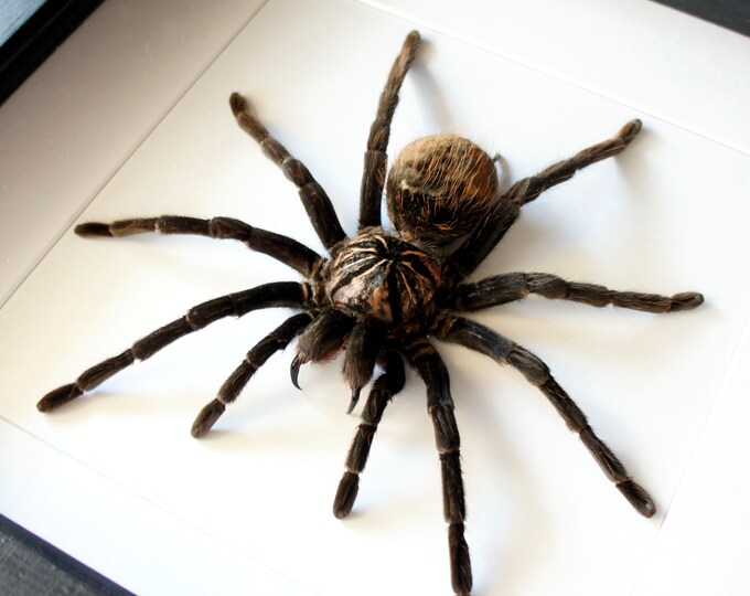 LARGE Real Framed Tarantula Pamphobeteus Sp. - Etsy