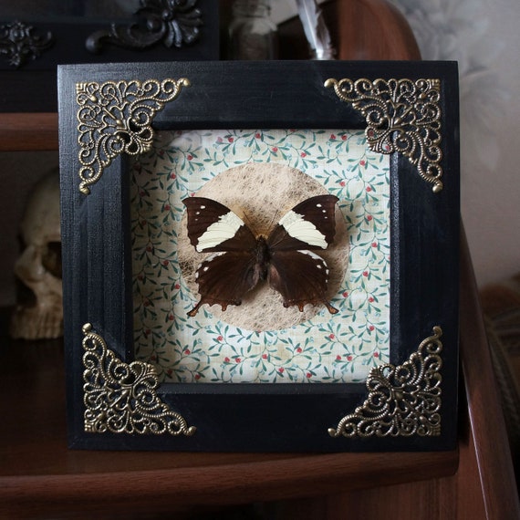 Real Butterfly Frame Artwork / Framed Butterfly Art Decor - Etsy