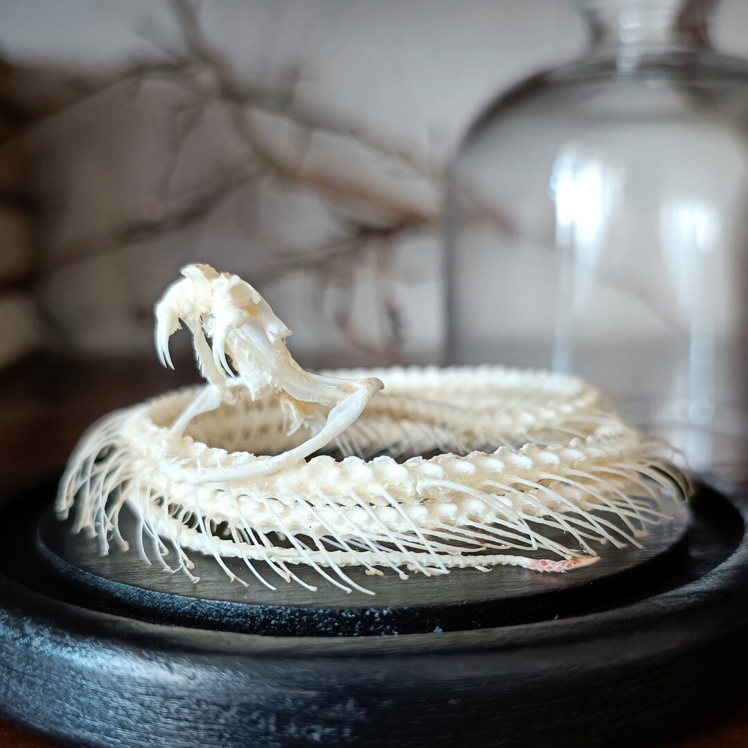 Taxidermy Snake Skeleton With Real Butterflies on It / Insect Taxidermy ...