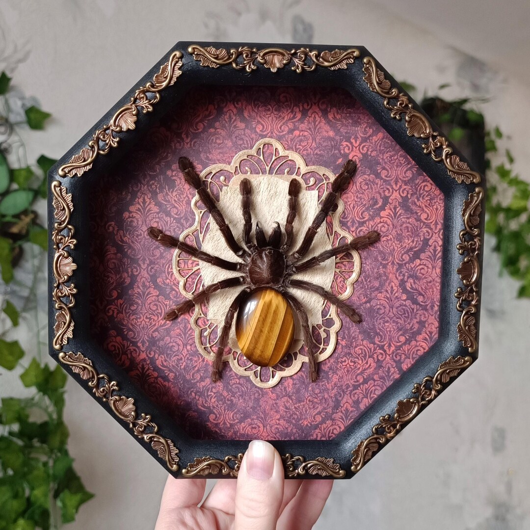 Framed Tarantula With Tiger Eye Stone / Taxidermy Tarantula Goliath ...