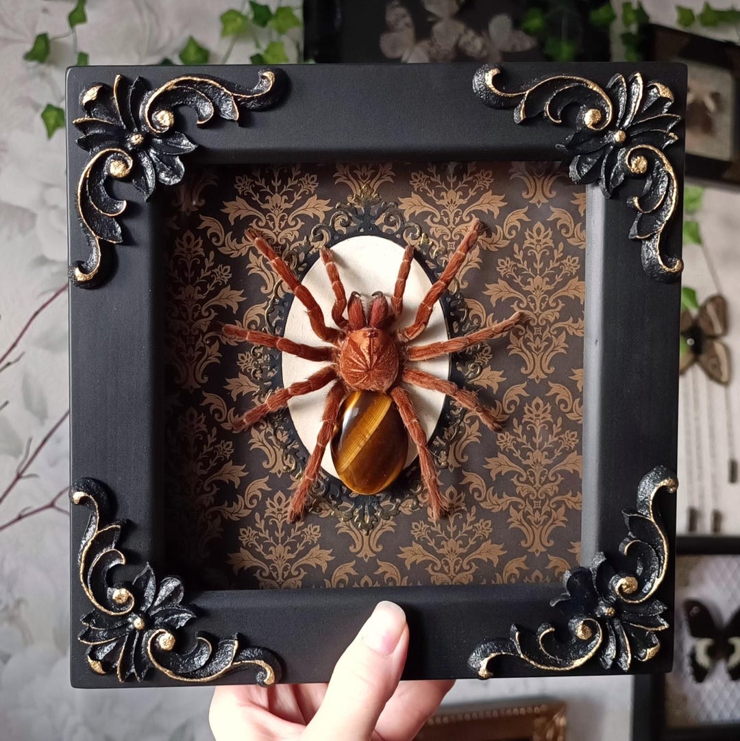 Tarantula With Crystal Abdomen / Taxidermy Tarantula Goliath Birdeater ...
