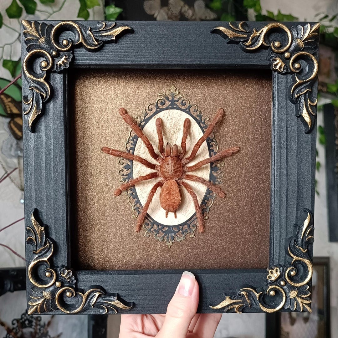 Framed Tarantula / Taxidermy Tarantula Goliath Birdeater Preserved ...