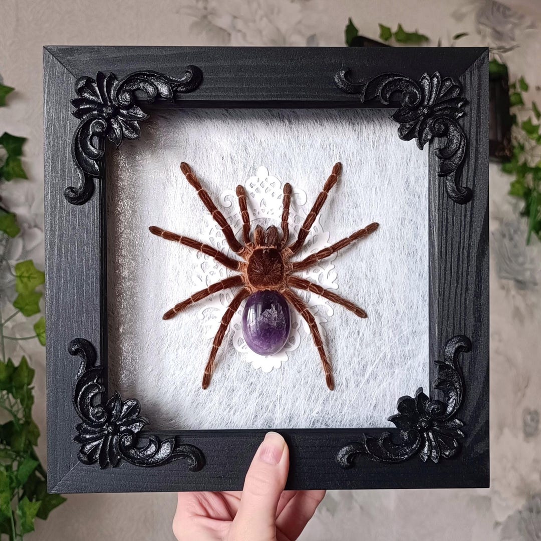 Tarantula With Amethyst Crystal Abdomen / Taxidermy Tarantula Goliath ...