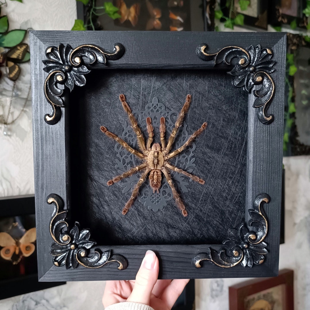 Real Tarantula / Framed Spider Taxidermy Tarantula Goliath Birdeater ...