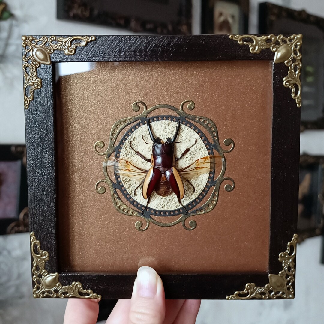Real Beetle Frame Victorian Goth Decor Witchy Aesthetic - Etsy