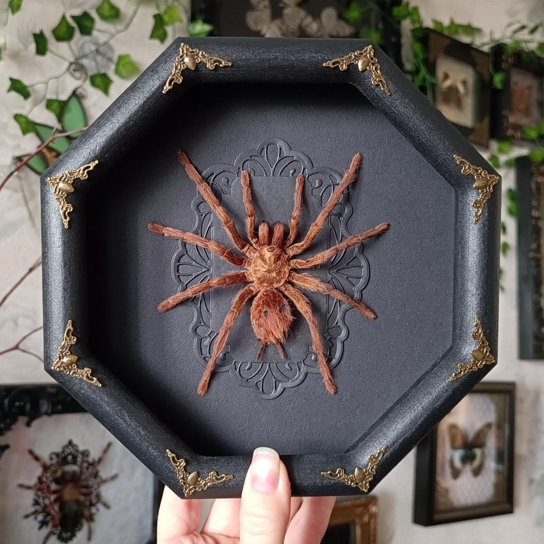 Framed Tarantula / Taxidermy Tarantula Goliath Birdeater Preserved ...