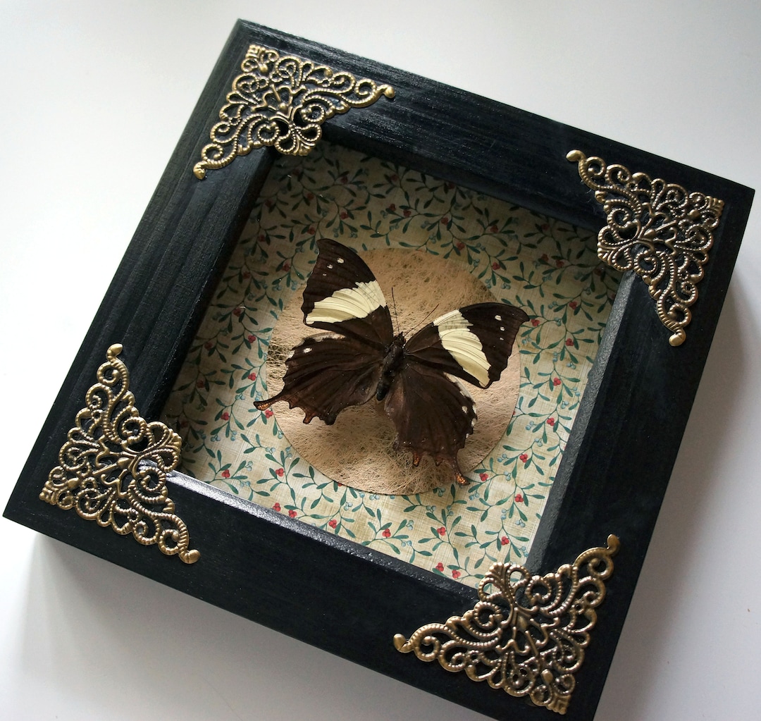 Real Butterfly Frame Artwork / Framed Butterfly Art Decor - Etsy