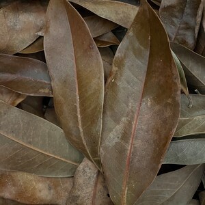 100 Magnolia Leaves Dry Magnolia Leaves Leaf Litter - Etsy