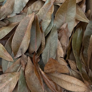 100 Magnolia Leaves Dry Magnolia Leaves Leaf Litter - Etsy