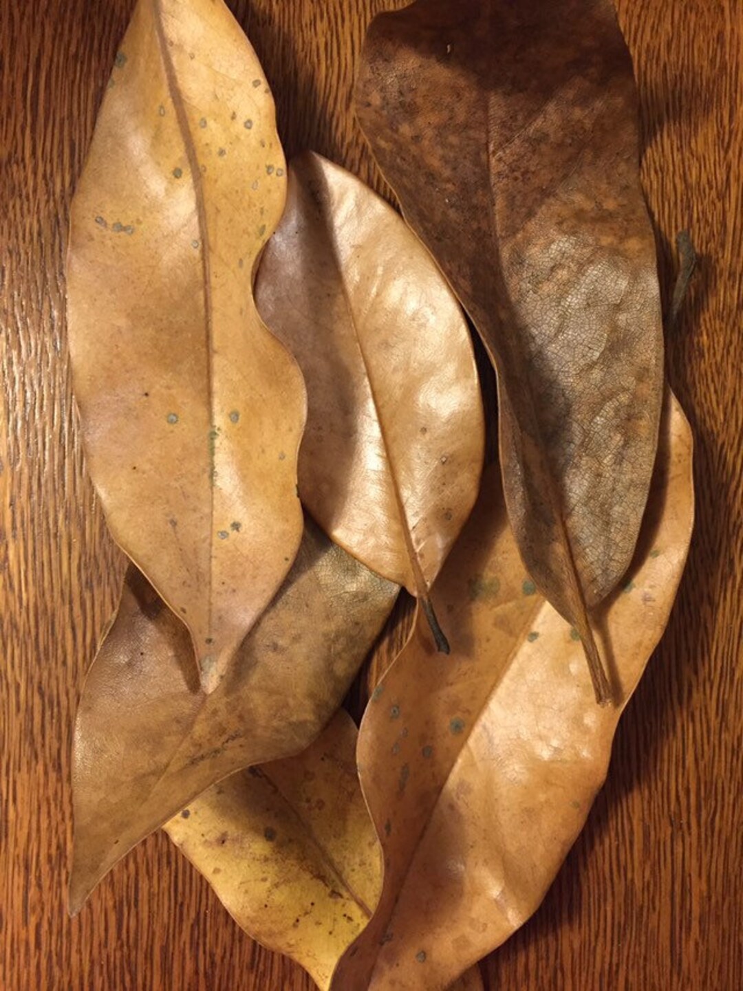 100 Magnolia Leaves Dry Magnolia Leaves Leaf Litter - Etsy