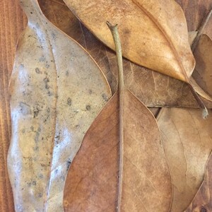 100 Magnolia Leaves Dry Magnolia Leaves Leaf Litter | Etsy