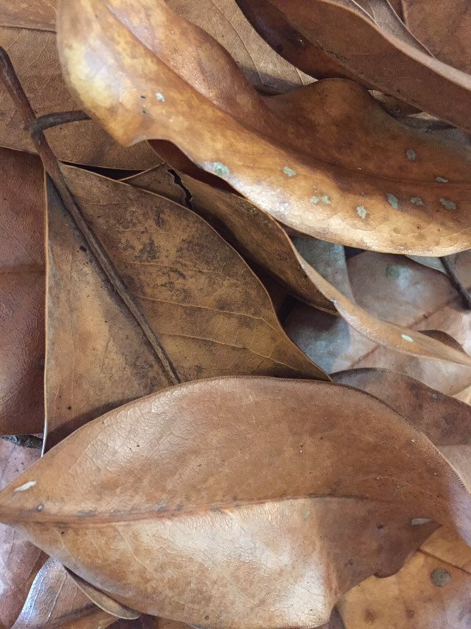 100 Magnolia Leaves Dry Magnolia Leaves Leaf Litter | Etsy