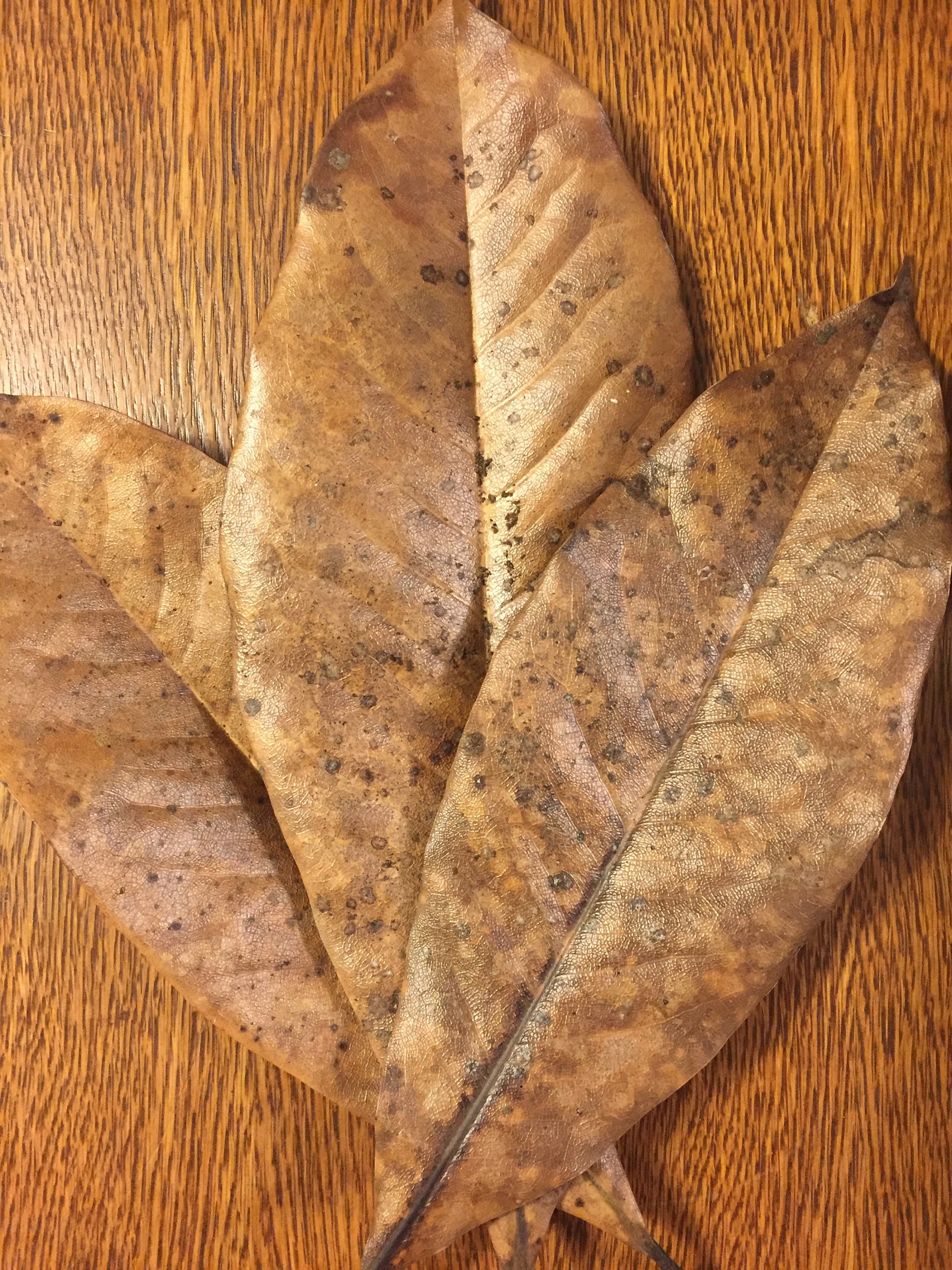 100 Magnolia Leaves Dry Magnolia Leaves Leaf Litter - Etsy